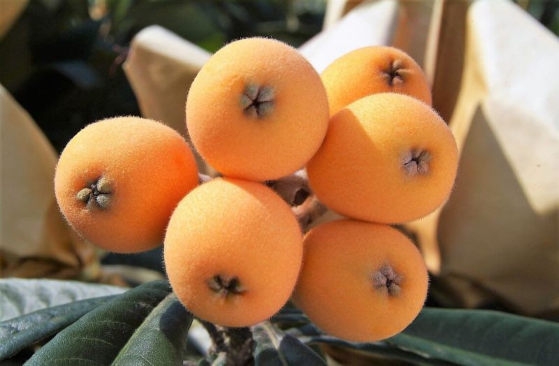 Big Japanese Loquat Sapodilla eriobotrya Japonica Nispero - Etsy