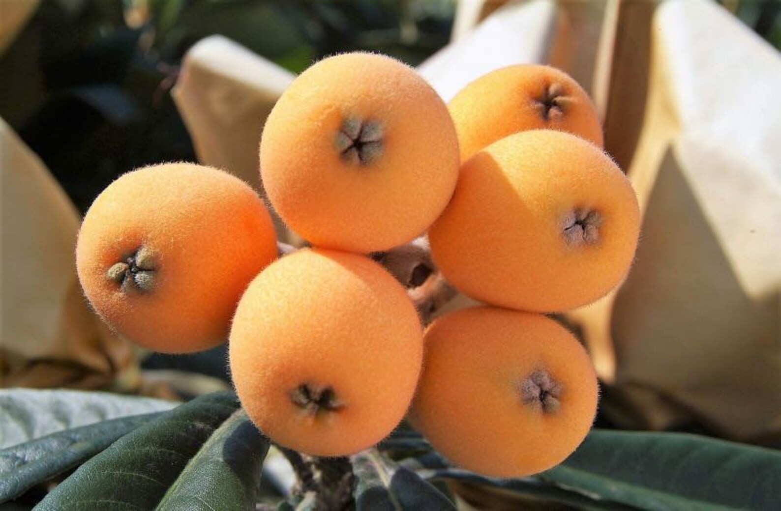 Big Japanese Loquat Sapodilla eriobotrya Japonica Nispero - Etsy