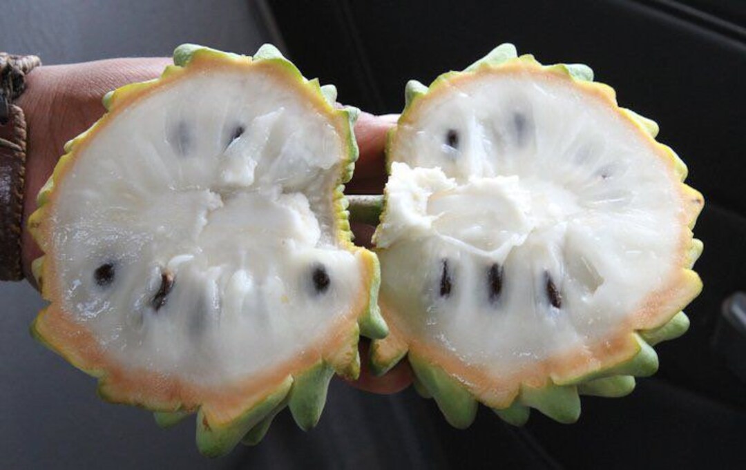 Rollinia Annona Mucosa Plántula de fruta viva - Etsy México