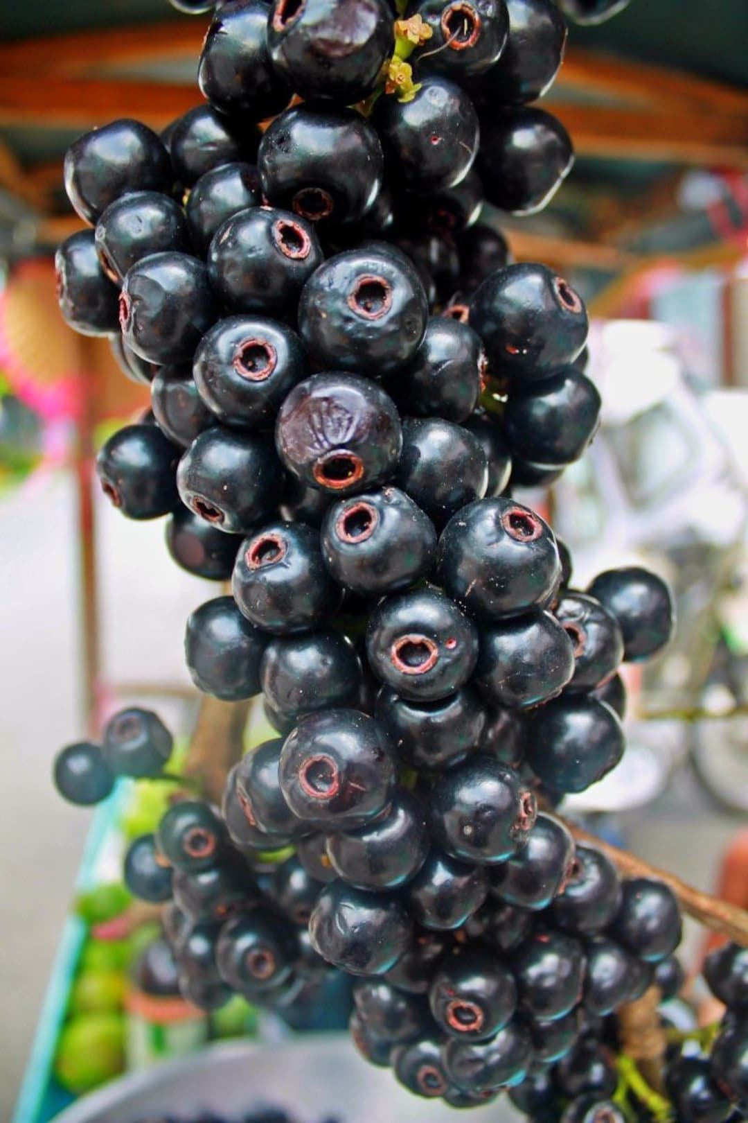 Lipote syzygium Polycephaloides Live Fruit Tree - Etsy