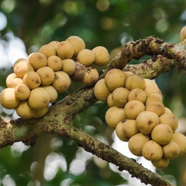 Tree Seedling - Etsy