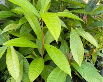 White Jambu Wax | Etsy