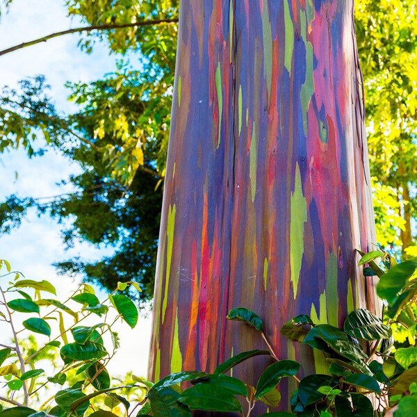 Eucalyptus Rainbow Seeds - Etsy