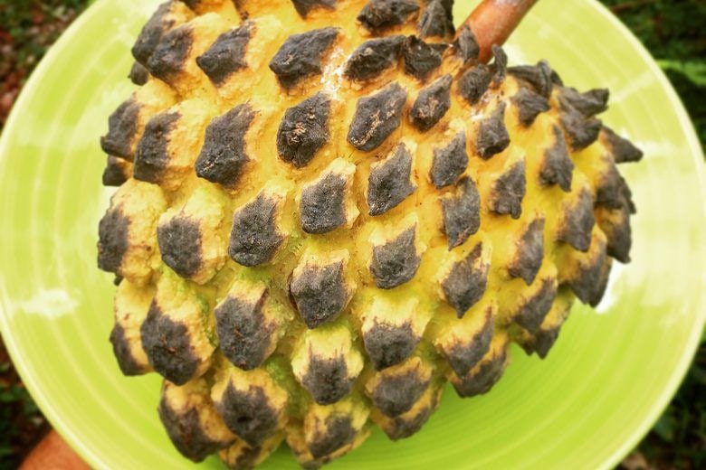 Rollinia Annona Mucosa Plántula de fruta viva - Etsy México