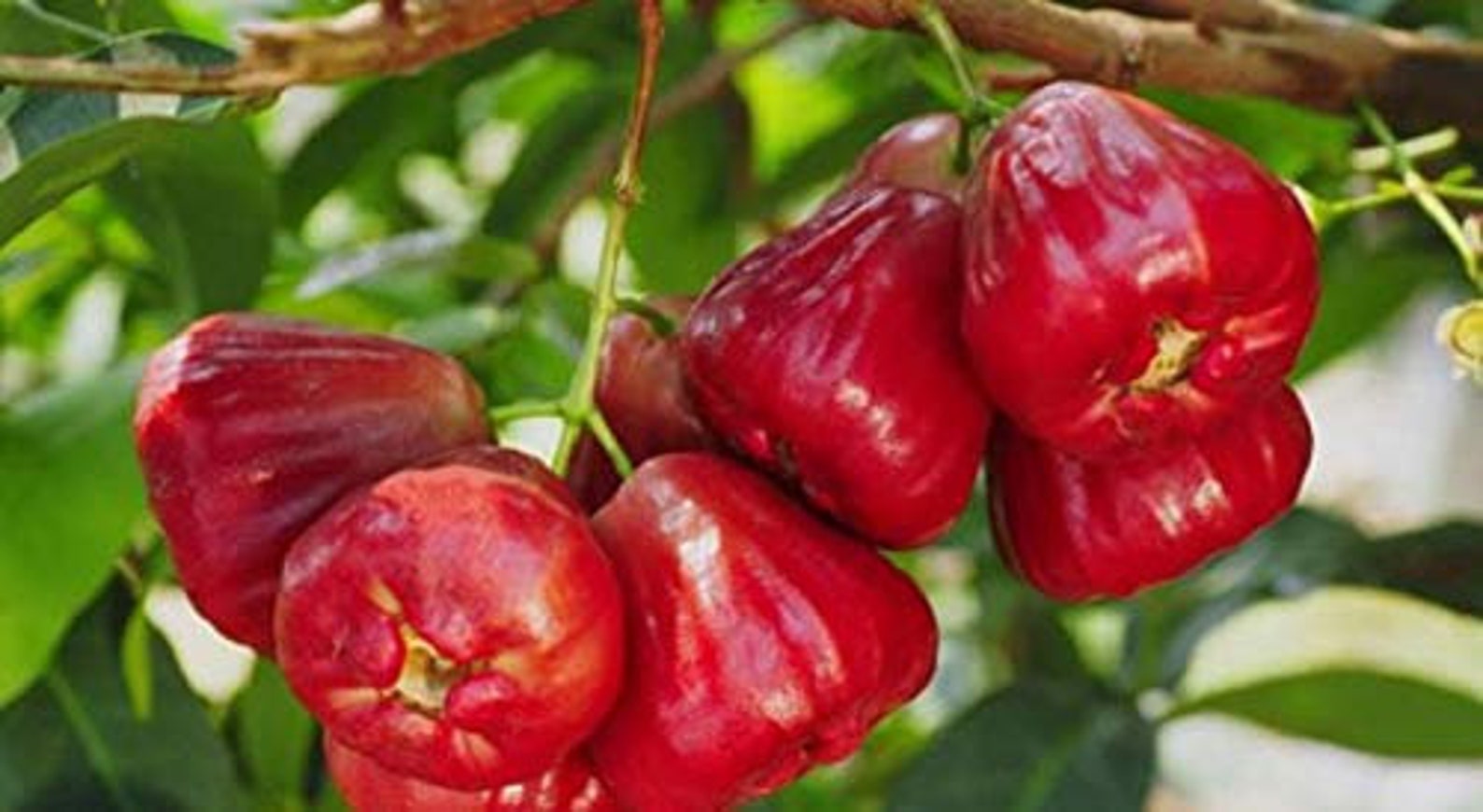Roseapple Water Apple Pomarrosa Live Fruit Tree syzygium - Etsy