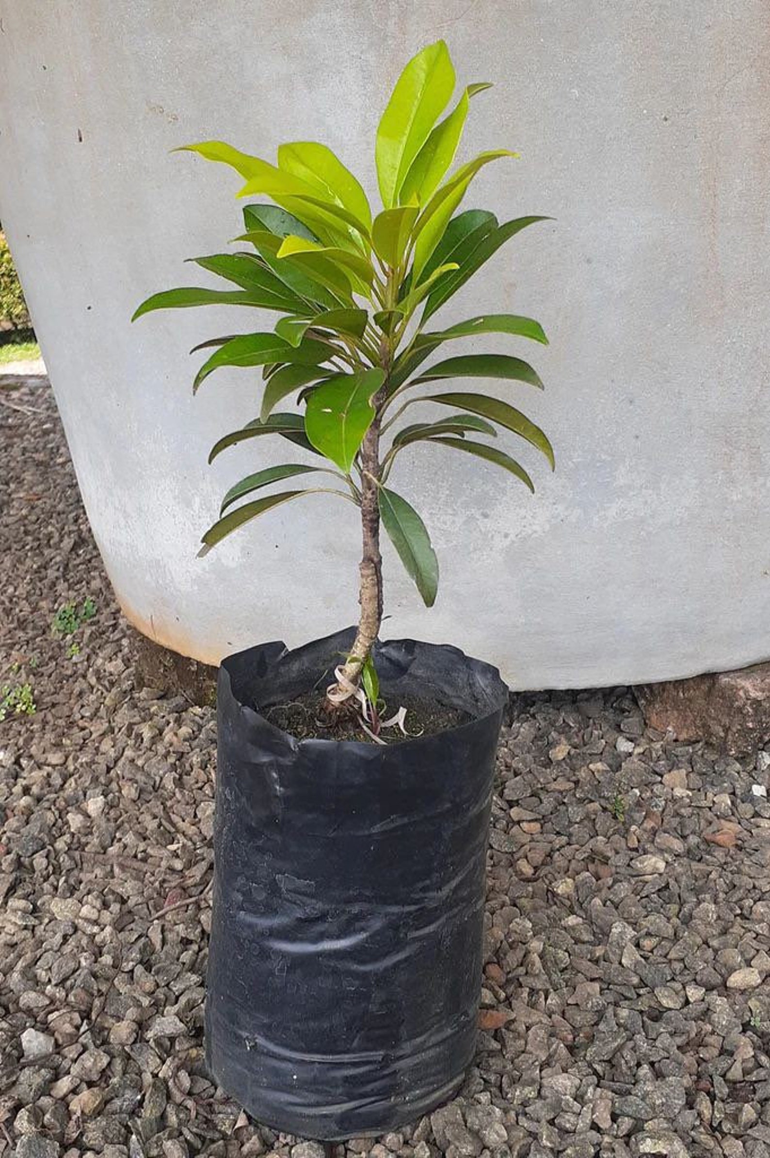 Sapodilla Nispero manilkara Huberi Tropical Live Fruit - Etsy Australia