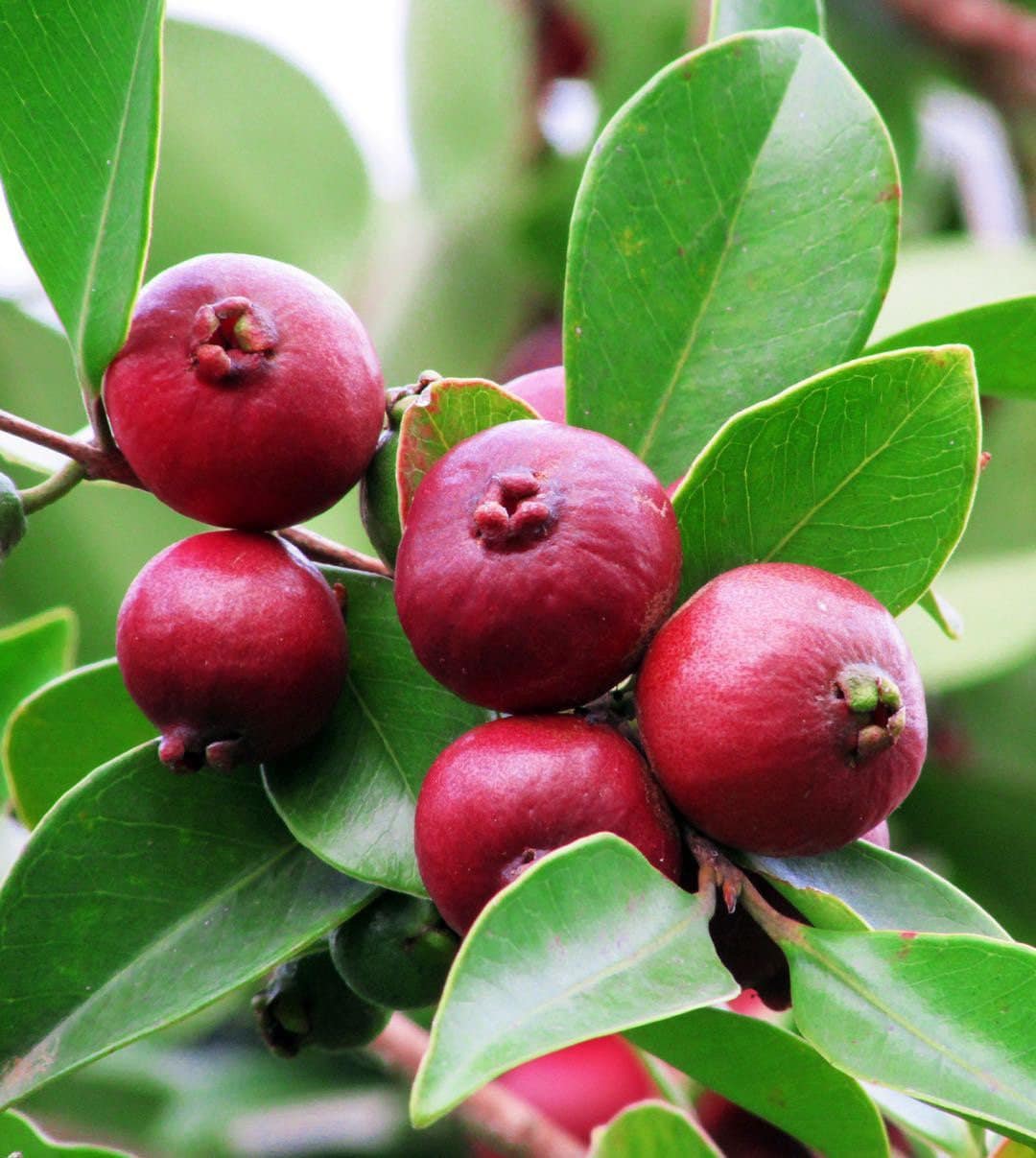 Psidium Cattleianum