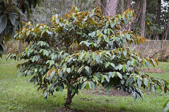 Caimito Fruit Tree