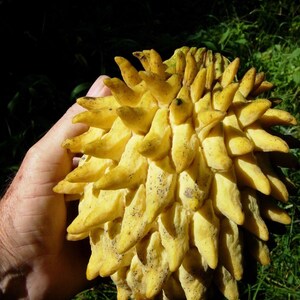 Rollinia Annona Mucosa Plántula de fruta viva - Etsy México