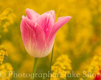 Vertical, Tulips, Tulip Farm, Virginia, Flowers, Fairfax, Springfield ...