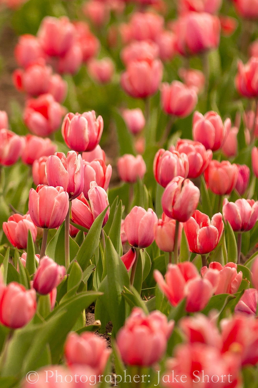 Vertical, Tulips, Tulip Farm, Virginia, Flowers, Fairfax, Springfield ...