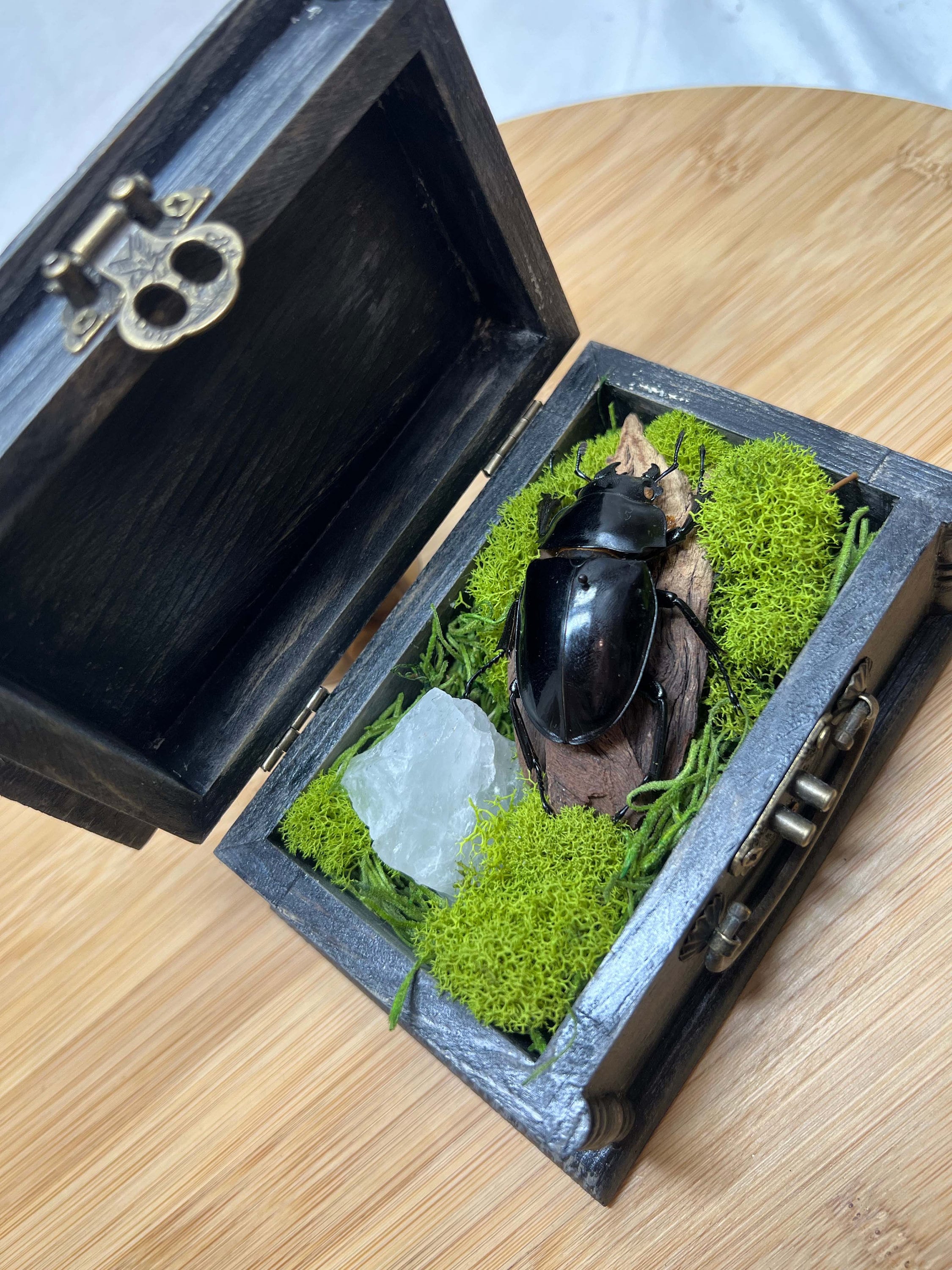 Beetle Box - Etsy