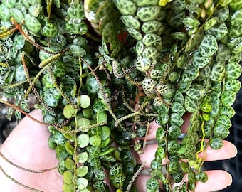 String of Turtles Peperomia Prostrata, Live Plant - Etsy