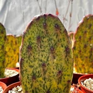 Variegated Opuntia Sunburst, Rare Cactus, Variegated Cactus, Live Plant ...