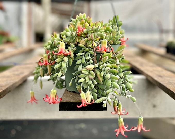 Cotyledon Pendens RARE Live Succulents Starter Plants - Etsy
