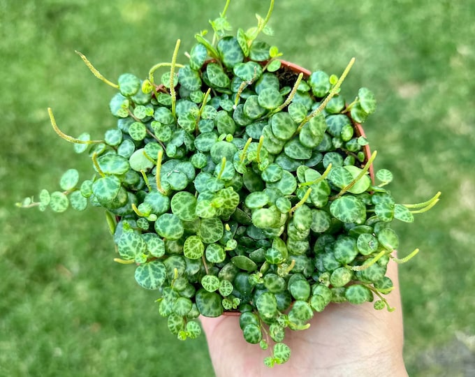 String of Turtles Peperomia Prostrata String of Things Tropical Houseplant Live Plant in 2 or 4 ...