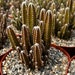 Fairy Castle Cactus | Fairytale Castle Live Indoor Succulent Plant ...