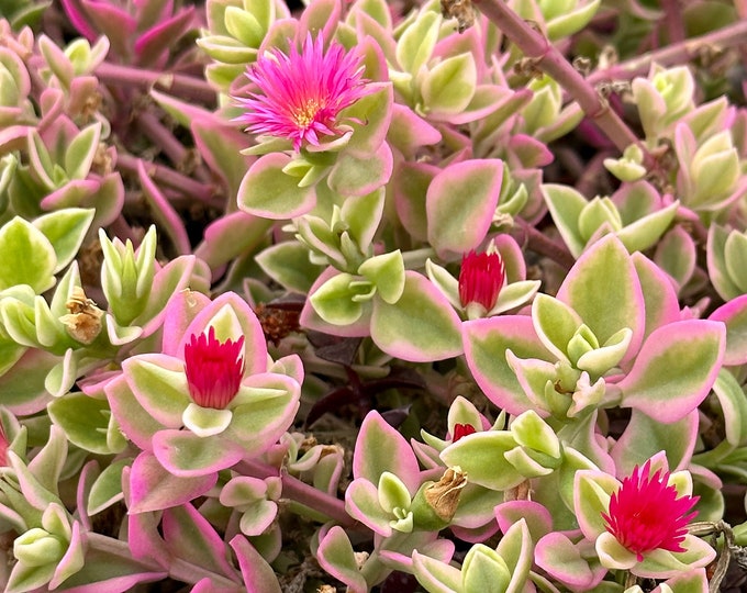 5 Varieties of Baby Sun Rose Aptenia Cordifolia - Etsy