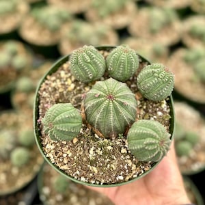 Baseball Plant, Euphorbia Obesa, Rare Plant, Cactus Cluster, Potted ...