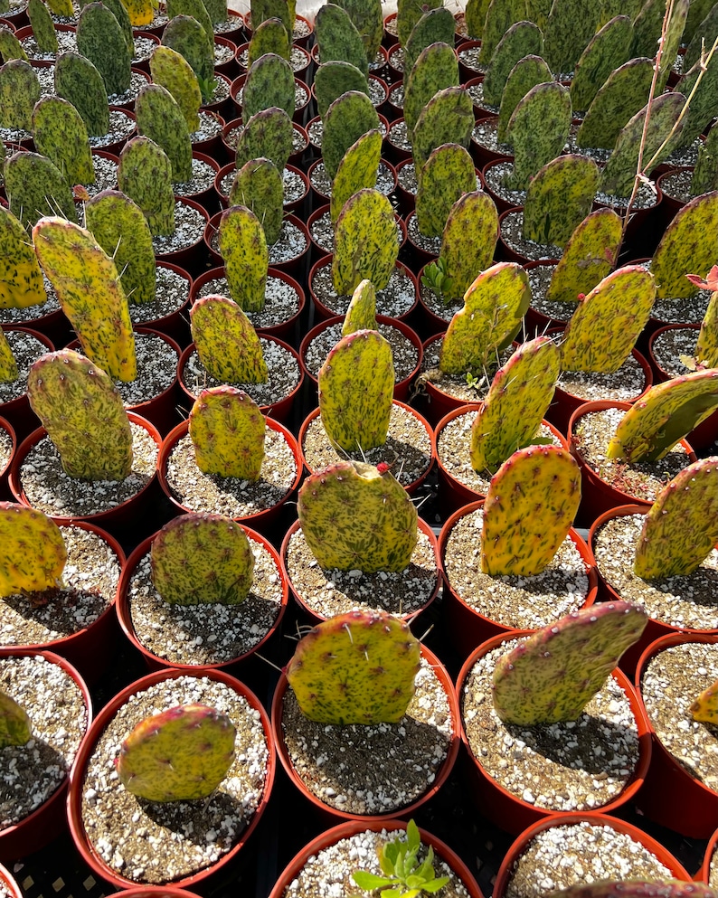 Variegated Opuntia Sunburst, Rare Cactus, Variegated Cactus, Live Plant ...