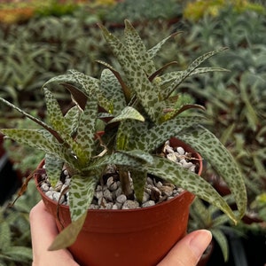 Silver Squill, Ledebouria Socialis, Leopard Lily, Small House Plant ...