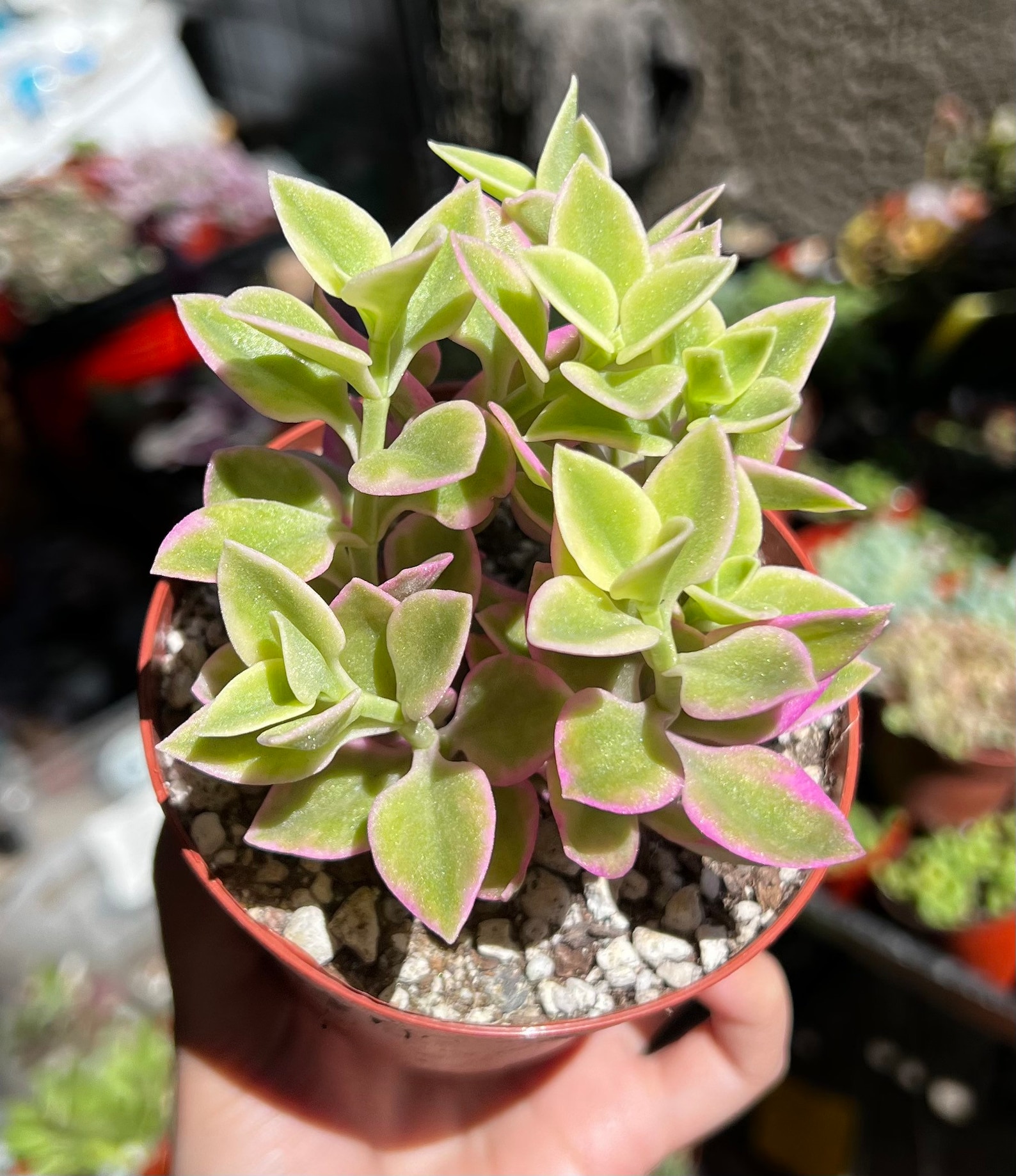 Variegated Baby Sun Rose, Ice Plant, Pink Succulent, Rare Plant in 2, 4 ...
