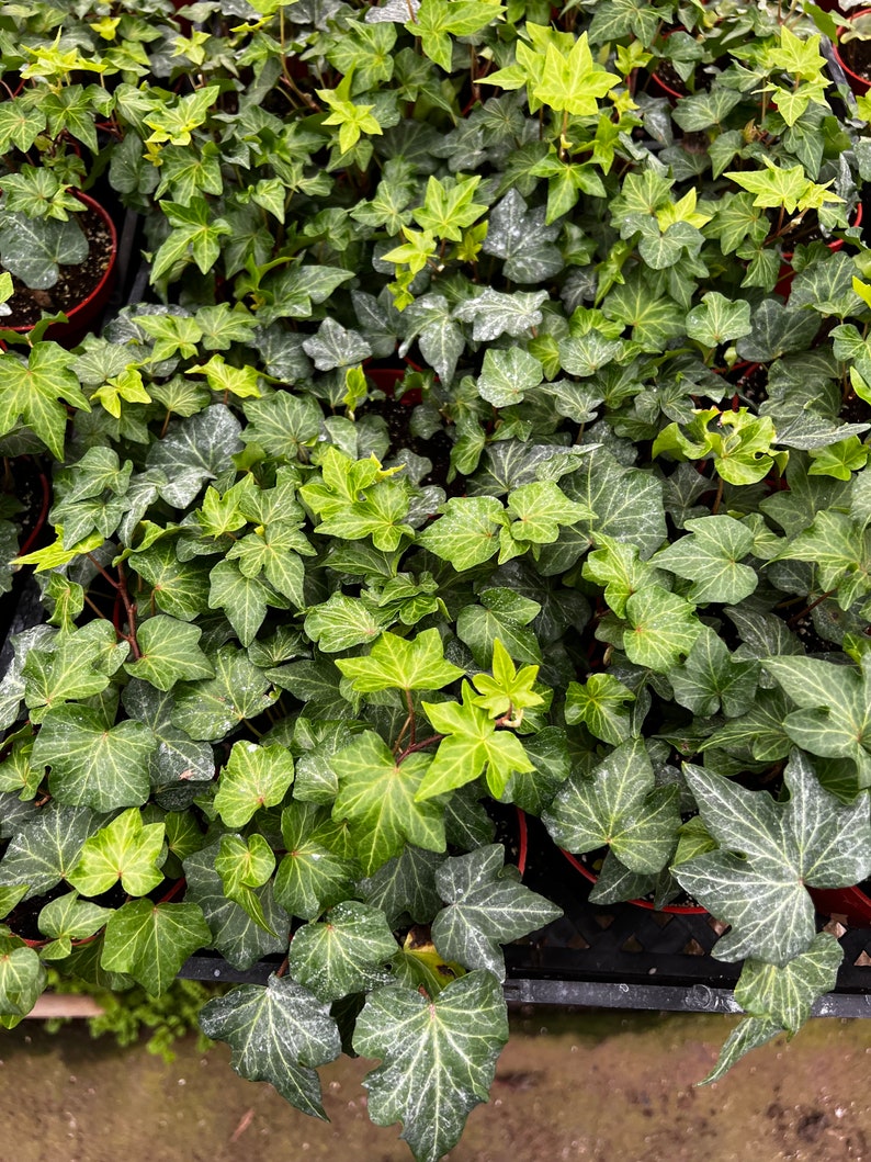 Green Ivy English Ivy Trailing Plant Climbing Plant Easy - Etsy
