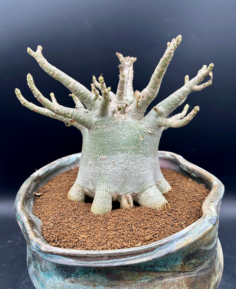 Adenium Arabicum, Desert Rose, Exotic Rare Plant, Unique Plant ...