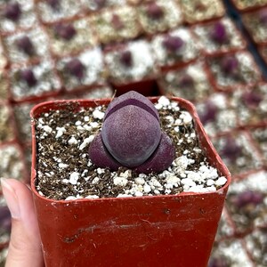 Pleiospilos Royal Flush, Purple Rare Succulent, Purple Lithop, Small ...