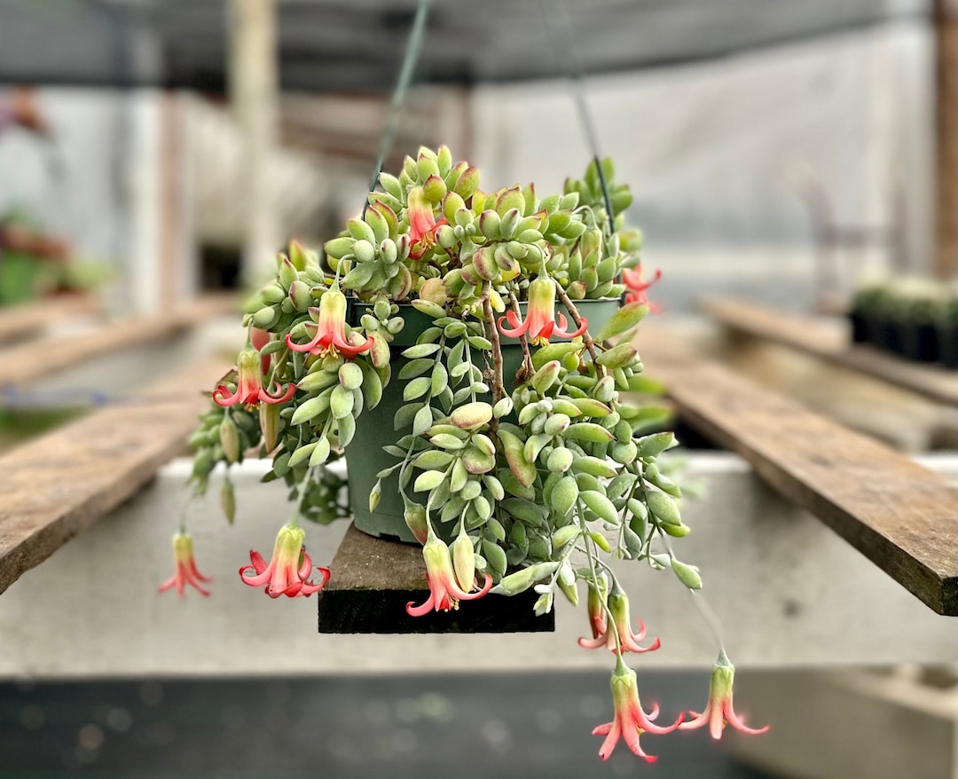 Cotyledon Pendens, Trailing Succulent, Small Live Plant in 2", 4", 6 ...