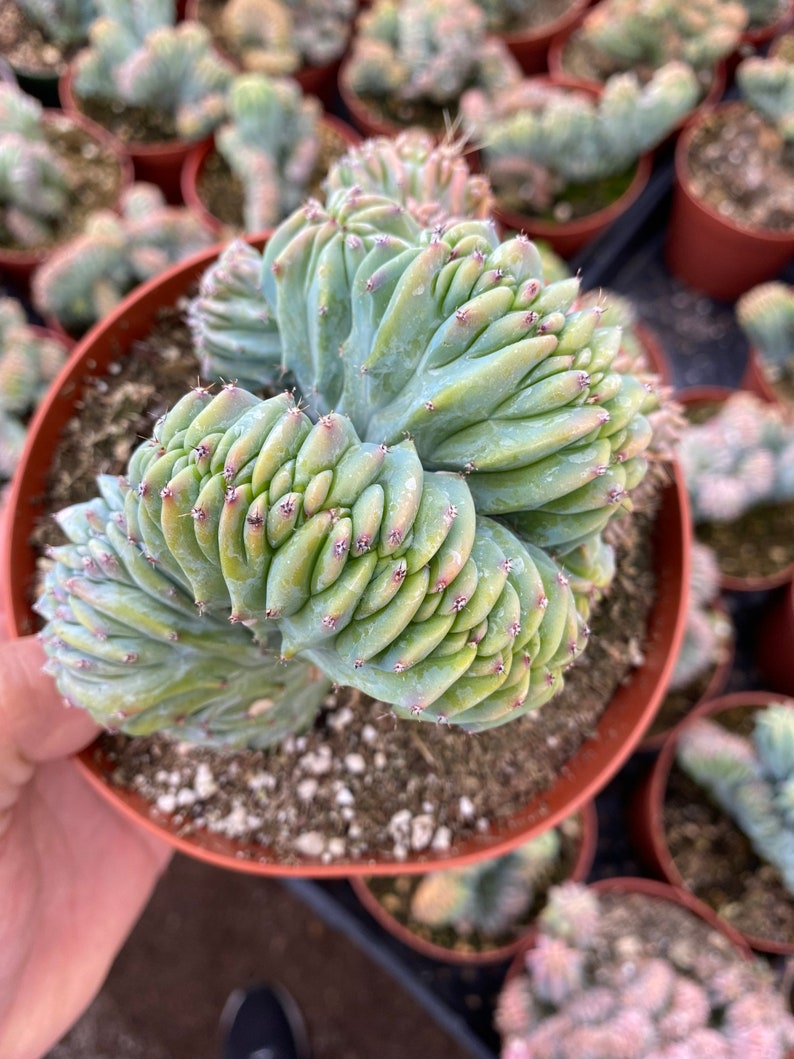 Blue Candle Crested Cactus Blue Myrtle Crested Cactus - Etsy