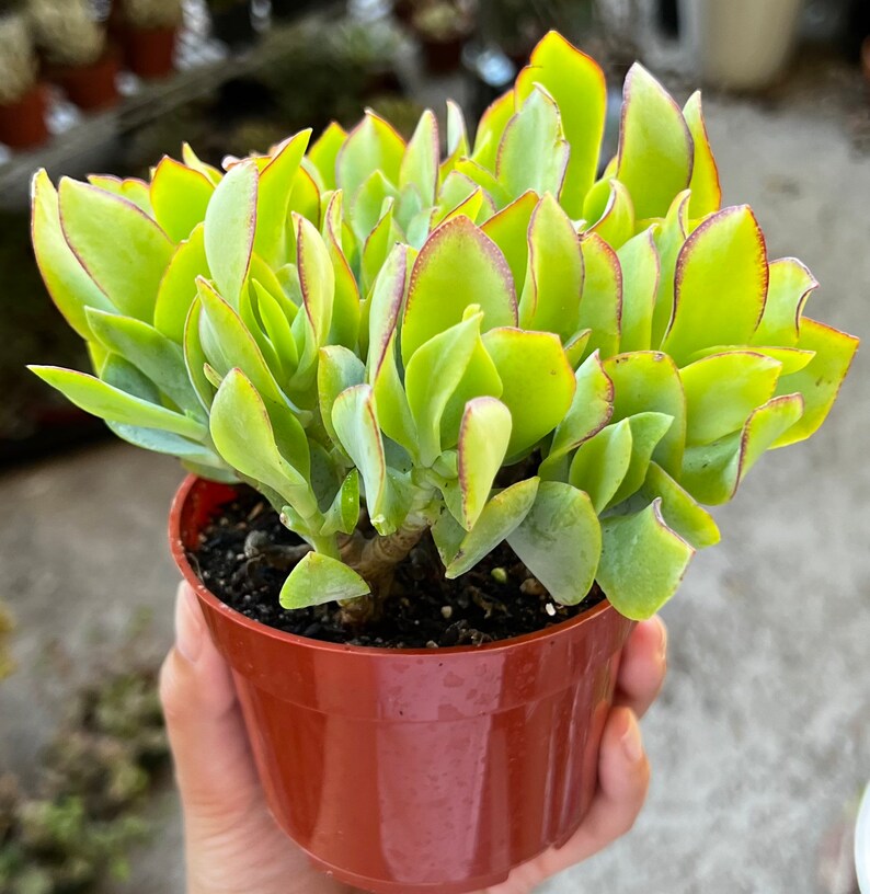 Ripple Jade, Silver Dollar Jade, Crassula Arborescens Undulatifolia ...