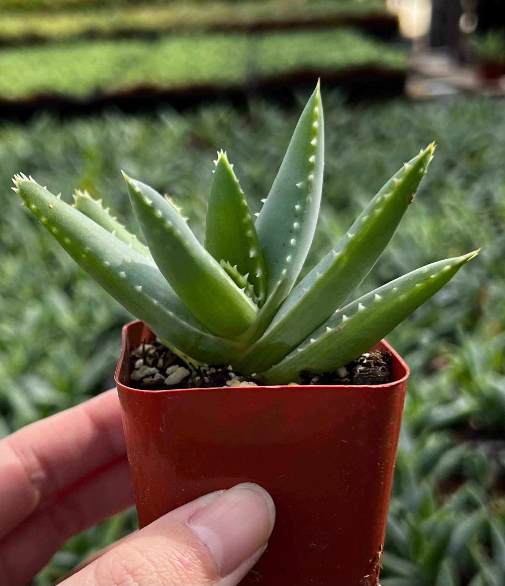 Aloe Brevifolia, Short-leaf Aloe, Crocodile Plant, Live Succulent in 4 ...