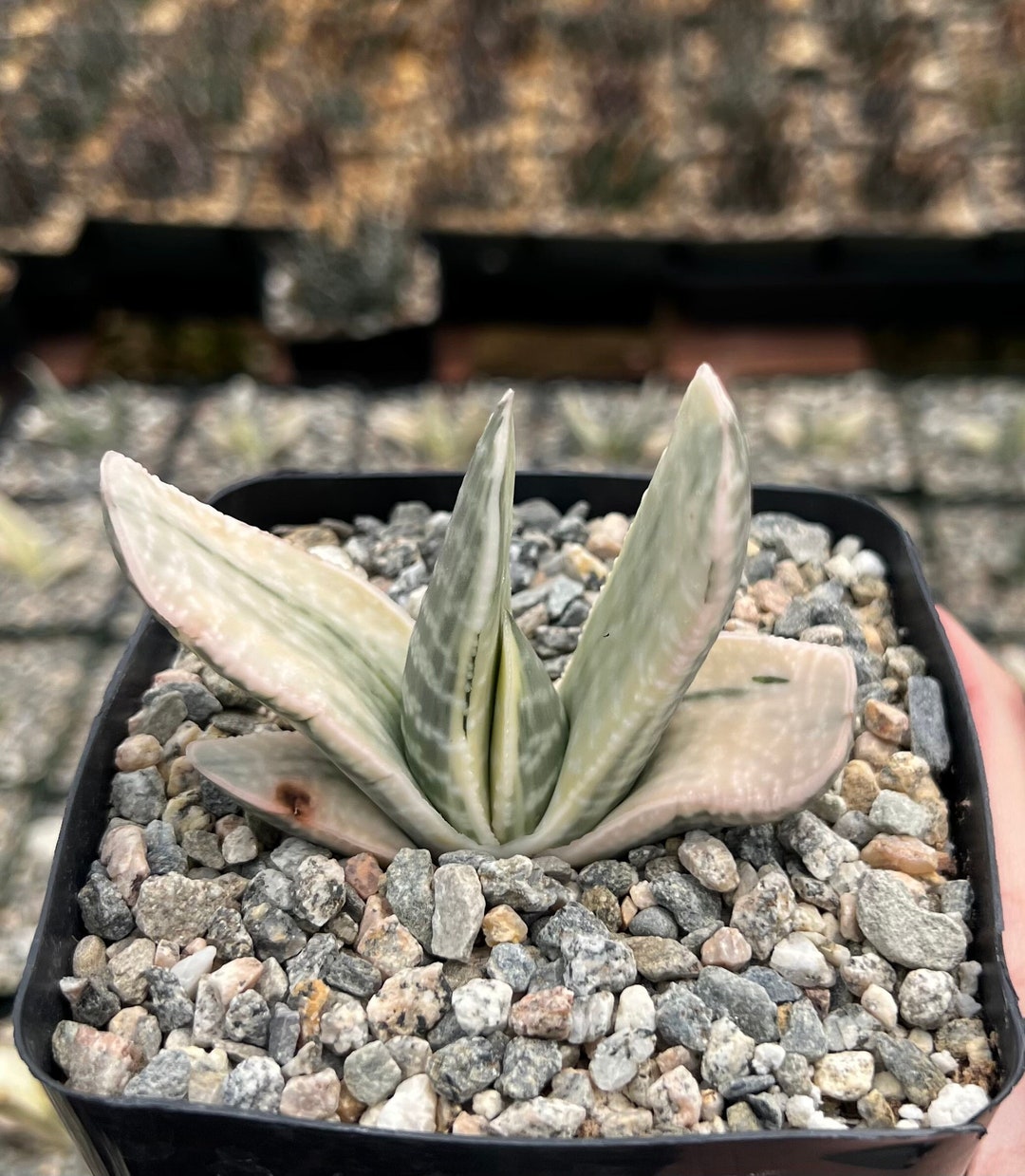 Gasteria Sakura Fuji, Variegated Gasteria Hybrid,variegated Succulent ...