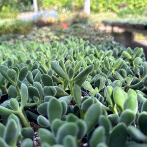 Crassula Rogersii, Rare Succulent, Live Plant in 2” Pot - Etsy