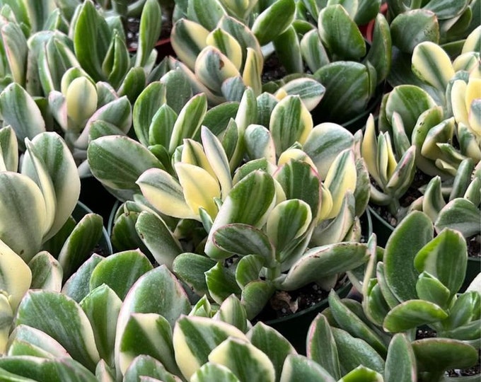 Variegated Jade Plant/variegated Crassula Ovata/crassula Argentea ...