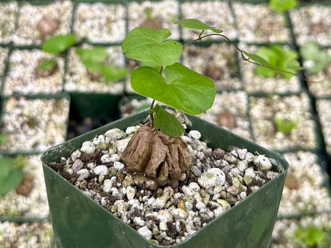 Dioscorea Elephantipes Seeds, Elephant's Foot, Exotic Plant, Rare Plant ...