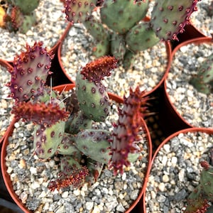 Opuntia Santa Rita Red Prickly Pear Live Cactus in 4" Pot - Etsy