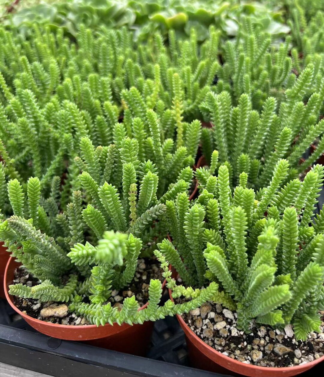 Giant Watch Chain, Princess Pine, Live Potted Succulent in 4" Pot - Etsy