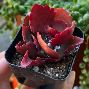 Kalanchoe Longiflora Coccinea, Kalanchoe Sexangularis, Tugela Cliff ...