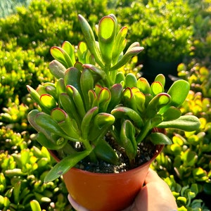 Et's Fingers Crassula Ovata Jade Plant Variegated - Etsy