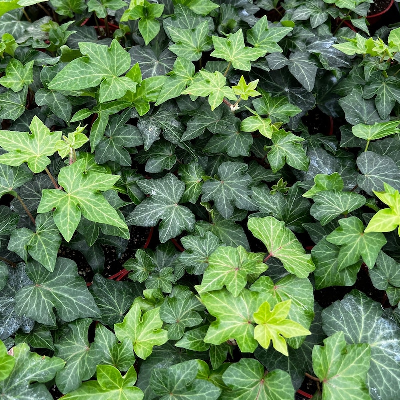 English Ivy Plants Outdoor - Etsy