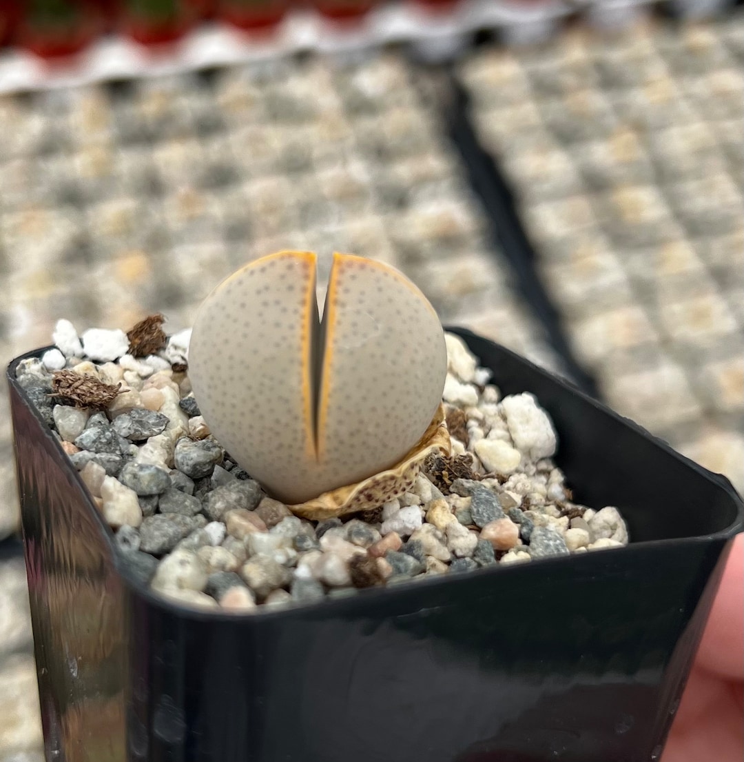 Dinteranthus Wilmotianus Lithop, Living Stone, Split Rock, Pebble Plant ...