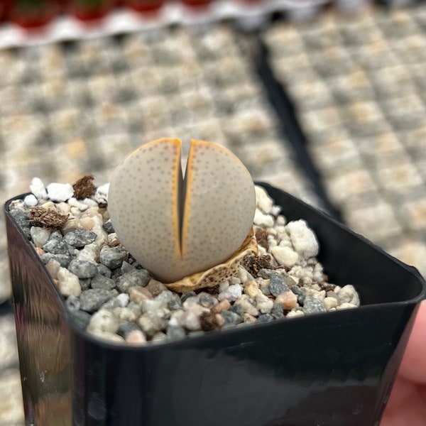 Lithops Live Plant - Etsy