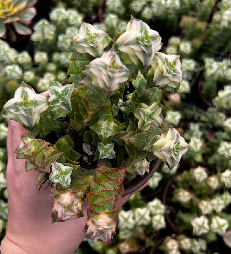 Variegated String of Buttons Trailing Succulents Potted Live - Etsy