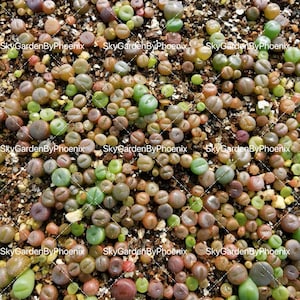 Lithop Seeds Mix, Living Stones Seeds, Colorful Mini Succulent ...