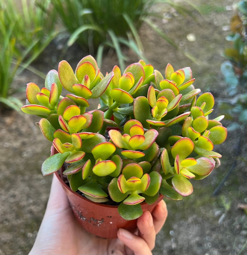 Crassula Ovata Jade Plant Live Succulent House Plant in - Etsy