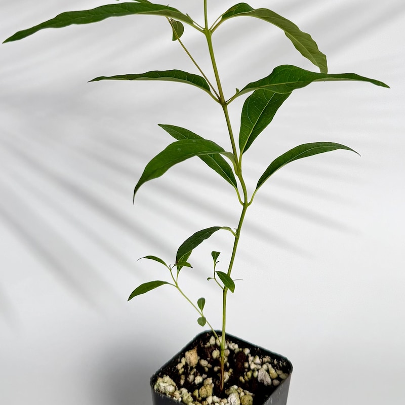 Baby Tree Live Plant - Etsy