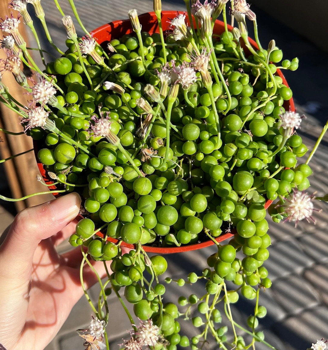 String of Pearls, Hanging Succulent, Trailing Plant, Live Plant in 6 ...