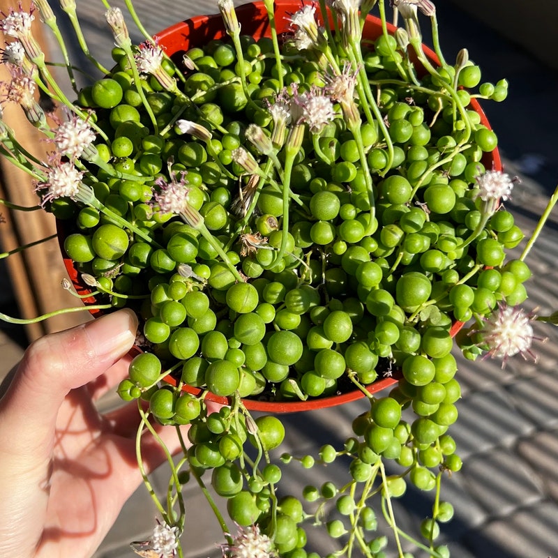 String of Pearls Plant - Etsy